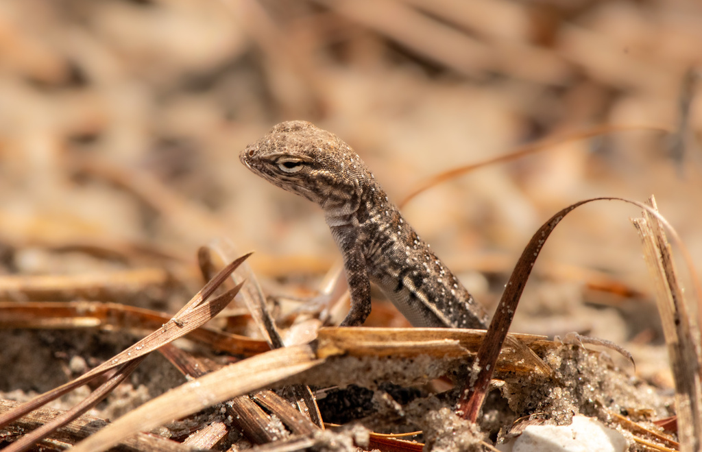Northern Keeled Earless Lizard in September 2023 by Aidan Campos ...