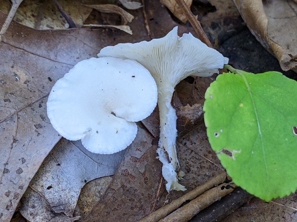 Fool's Funnel from Macomb County, Michigan on October 3, 2023 at 10:21 ...