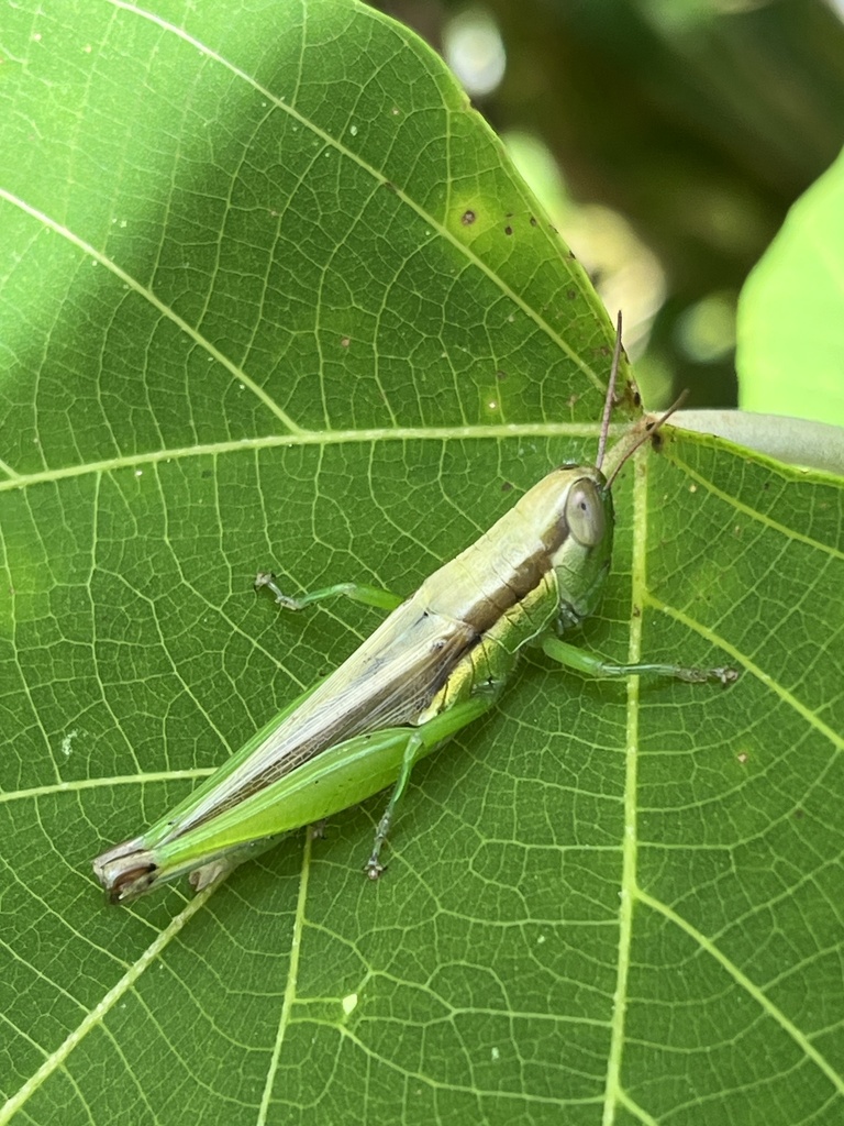 Chinese rice grasshopper in October 2023 by Nakatada Wachi · iNaturalist