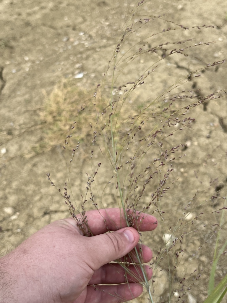 switchgrass from Wylie, TX, USA on September 22, 2023 at 09:38 AM by ...