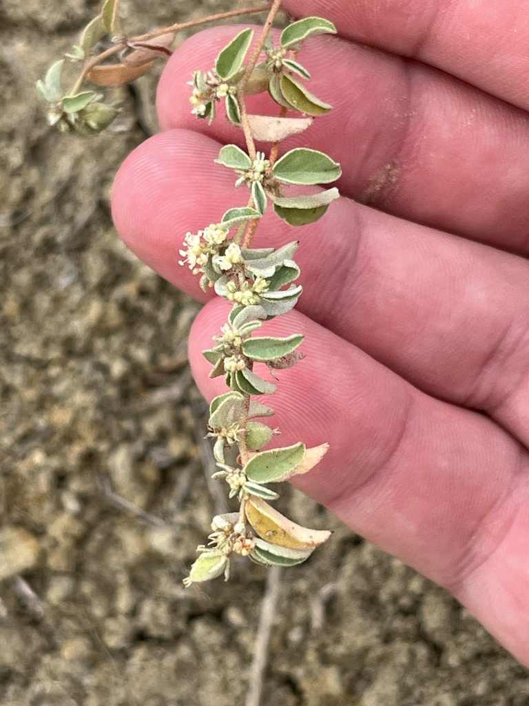 Prairie Tea from Wylie, TX, USA on September 22, 2023 at 09:57 AM by ...