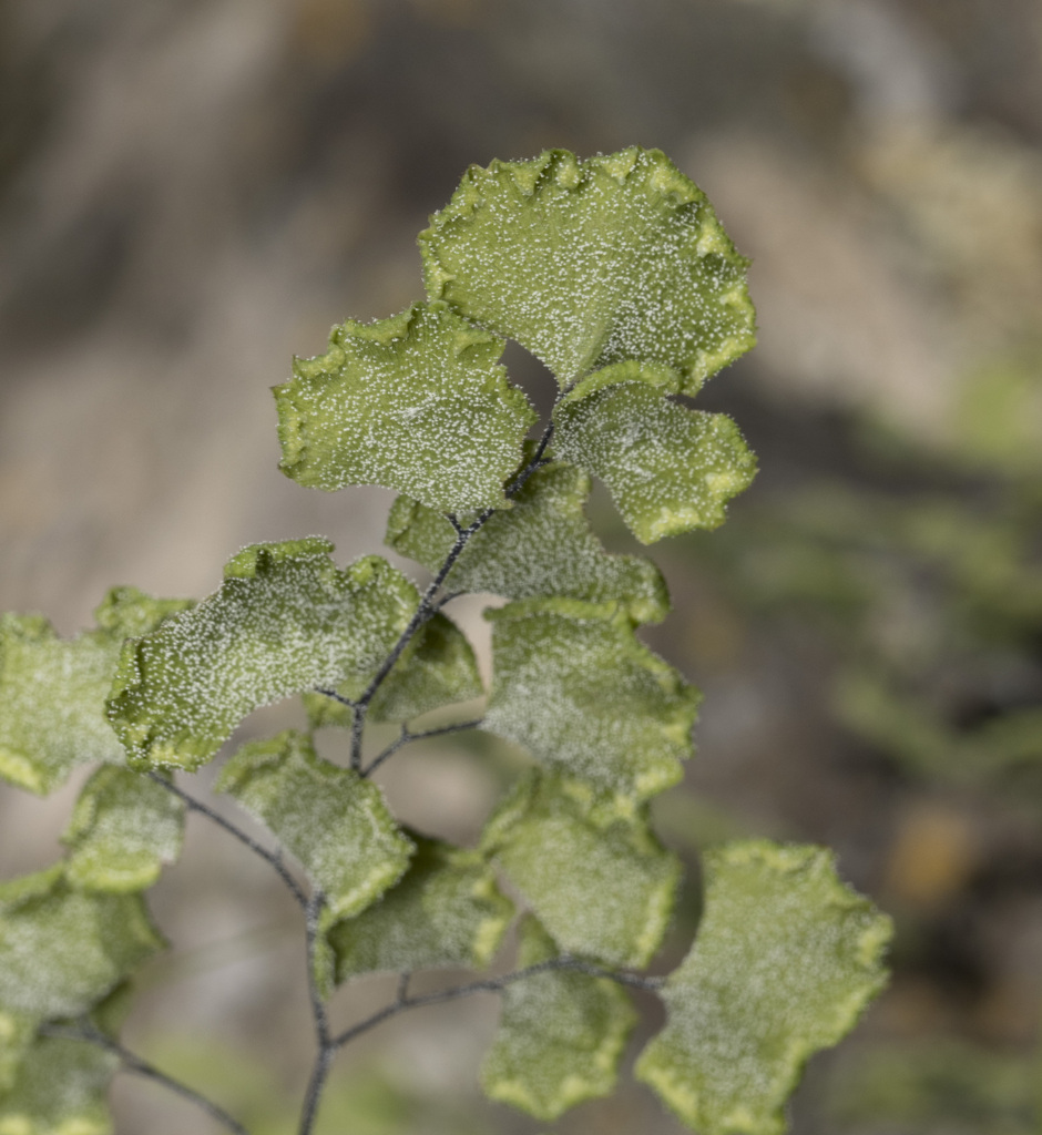 Adiantum chilense scabrum from Maipo, Región Metropolitana, Chile on ...