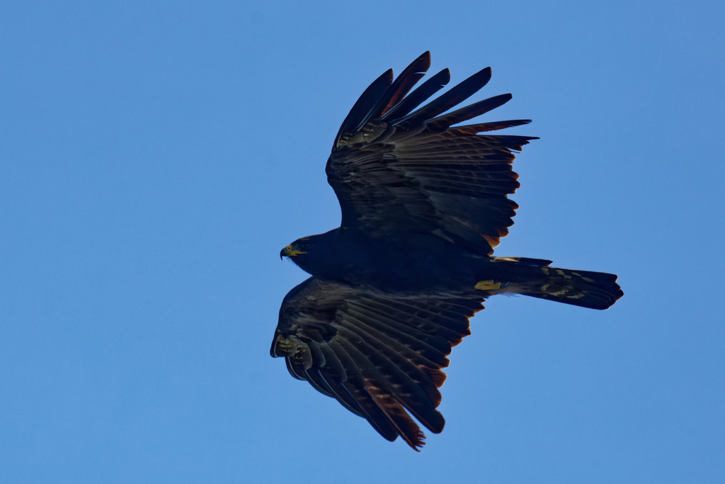 Black Eagle in October 2023 by Martin Walsh. Three black eagles present ...