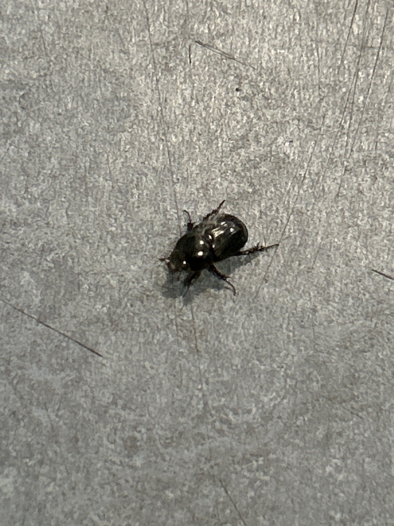 Scarabaeiform Beetles from Mary White College, Armidale, NSW, AU on ...