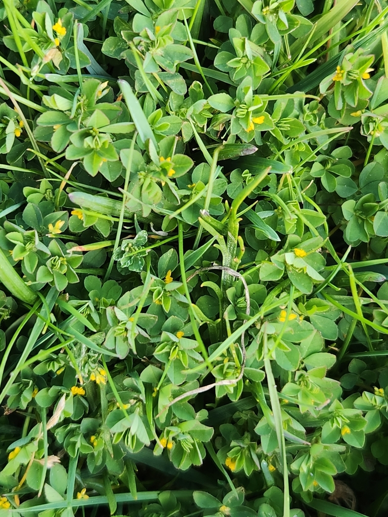 Slender trefoil from Port Sorell TAS 7307, Australia on October 14 ...
