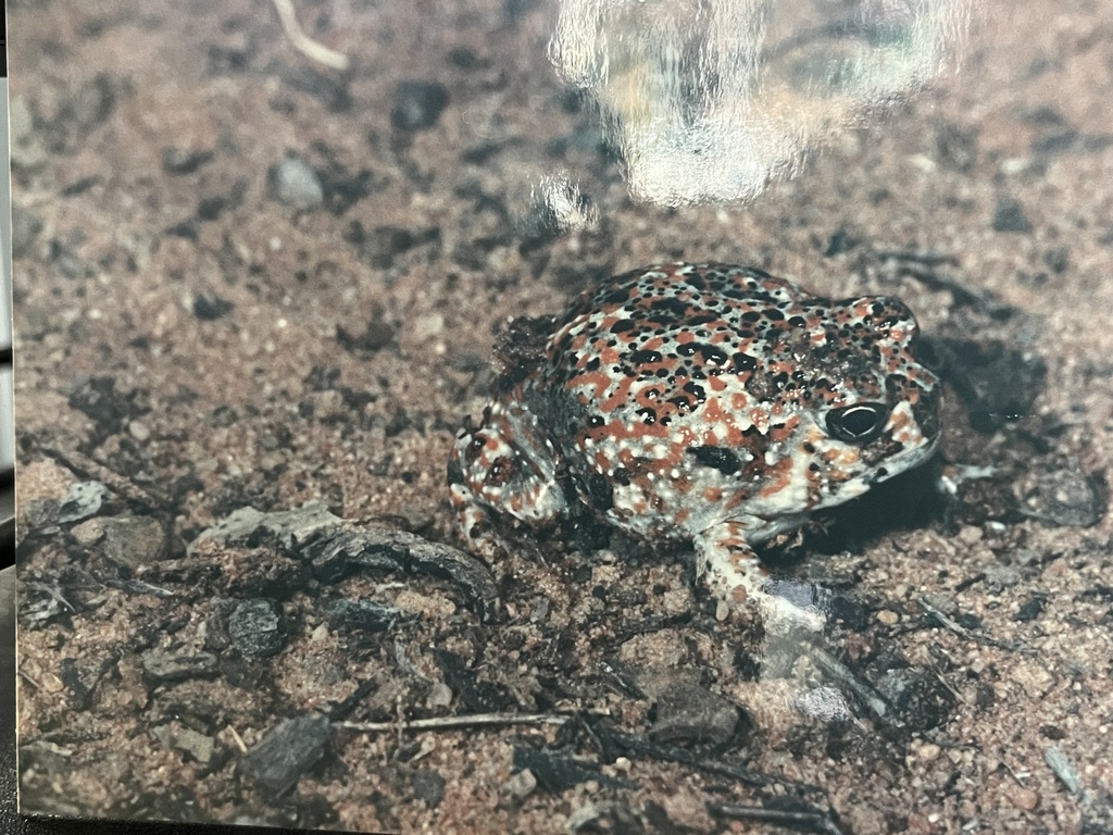 Desert Spadefoot Toad from Sturt, QLD, AU on November 12, 2000 at 05:15 ...