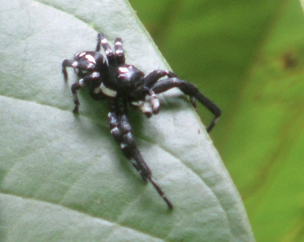 Typical Jumping Spiders from 394V+C9X, San Luis, Peru on November 15 ...