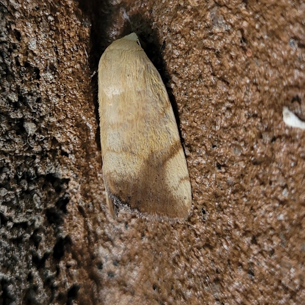 Xanthodes from MM54+H58, Gumlapuram, Tamil Nadu 635118, India on ...