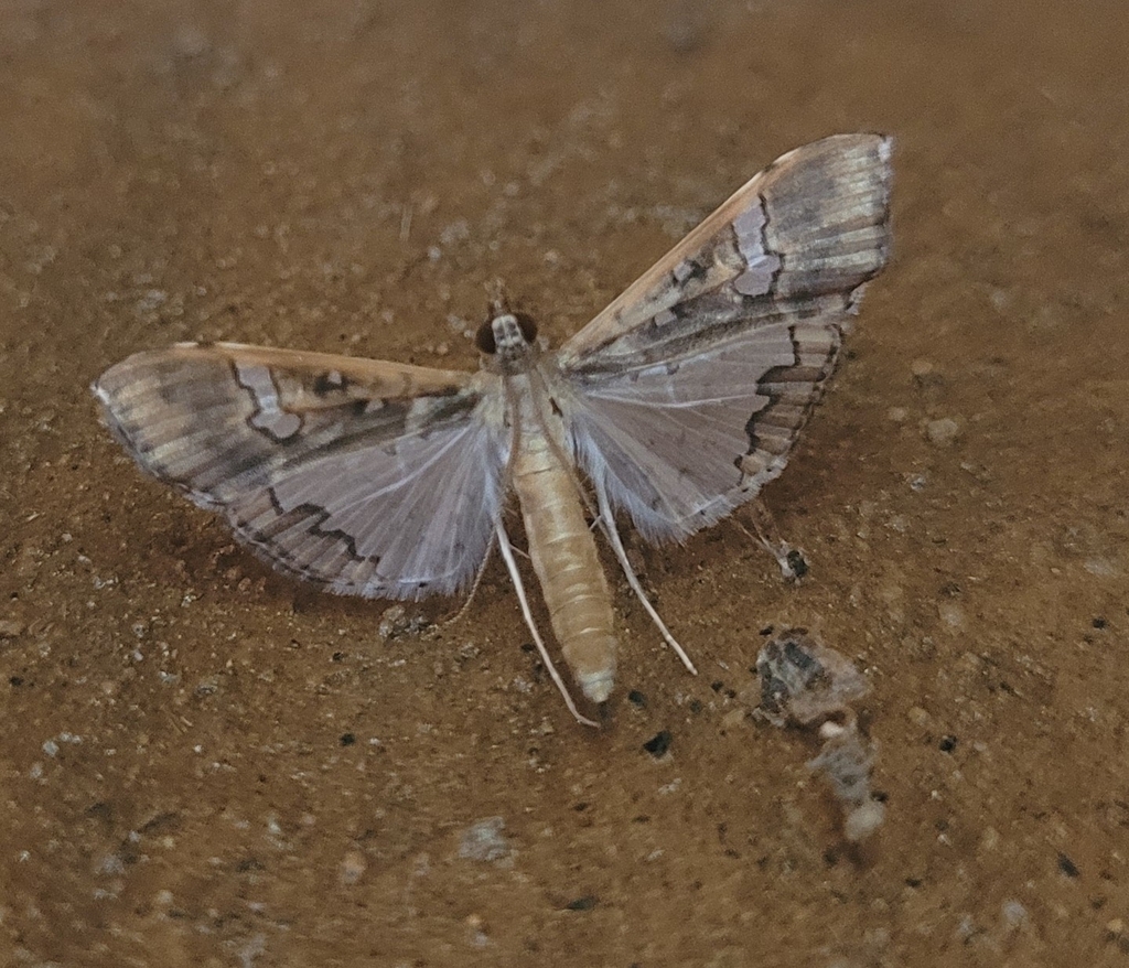 Mung Bean Moth from MM54+H58, Gumlapuram, Tamil Nadu 635118, India on ...