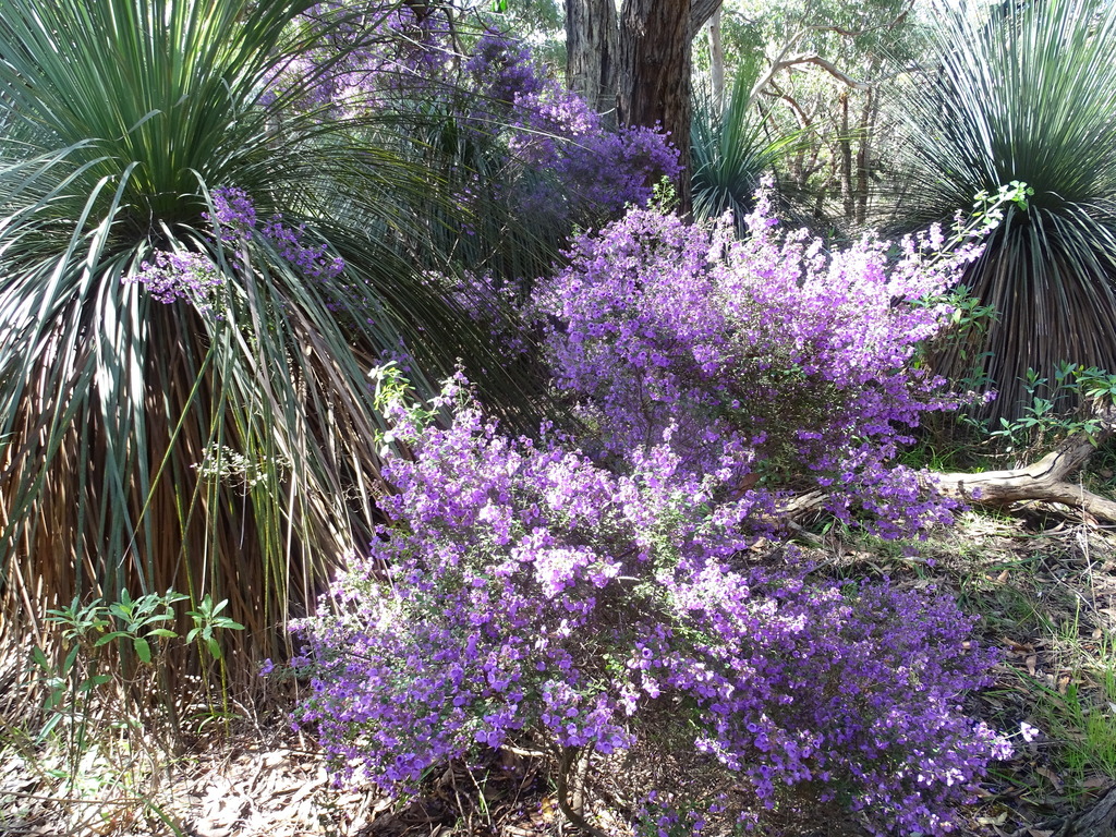 Mintbushes from Silverton SA 5204, Australia on September 21, 2023 at ...