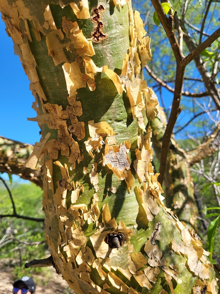 elephant tree from 23317 B.C.S., México on October 11, 2023 at 09:49 AM ...