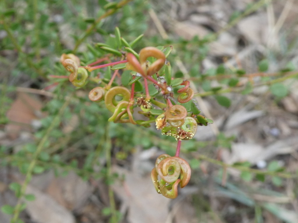 Round-leaf Wattle from Longlea VIC 3551, Australia on October 12, 2023 ...