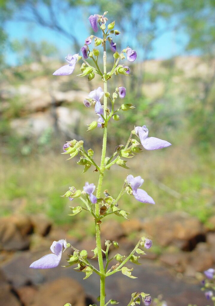 Coleus congestus from King Leopold Ranges WA 6728, Australia on July 28 ...