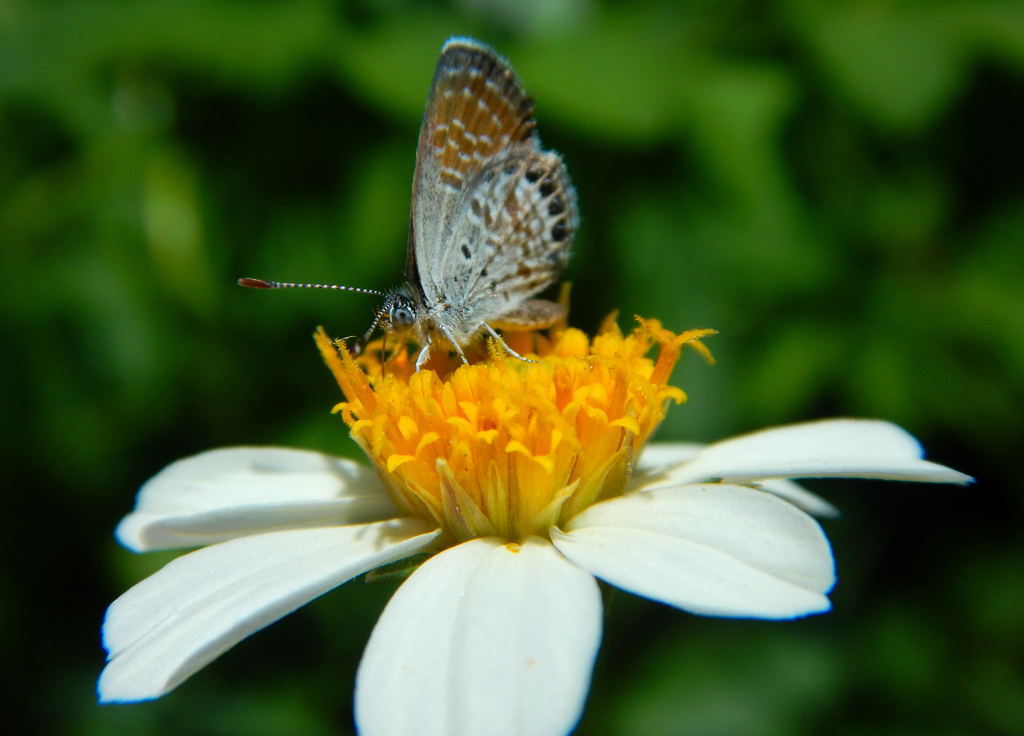 Common Western Pygmy Blue from Laguna Verde, Ver., México on August 22 ...