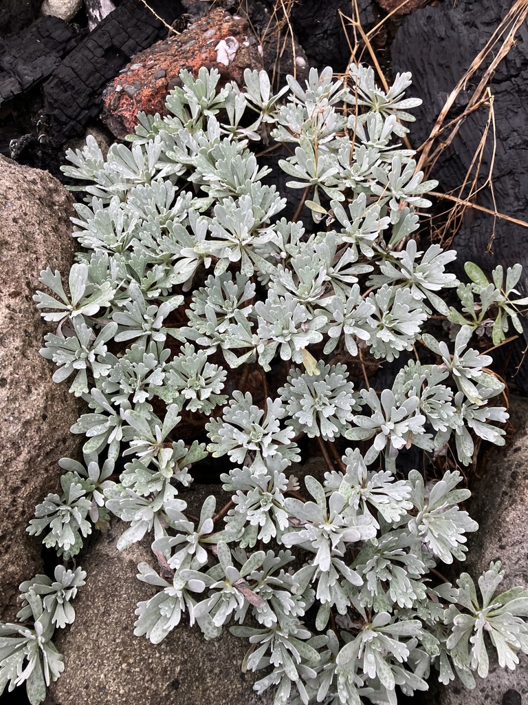 Crossostephium chinense in October 2023 by 鍾惠名 · iNaturalist