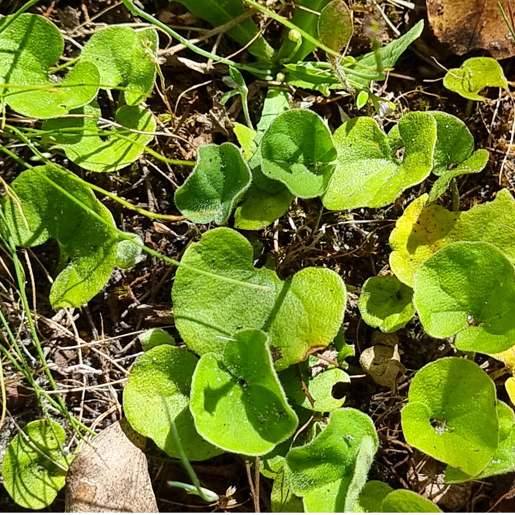 kidney weed from Strathdownie VIC 3312, Australia on October 9, 2023 at ...