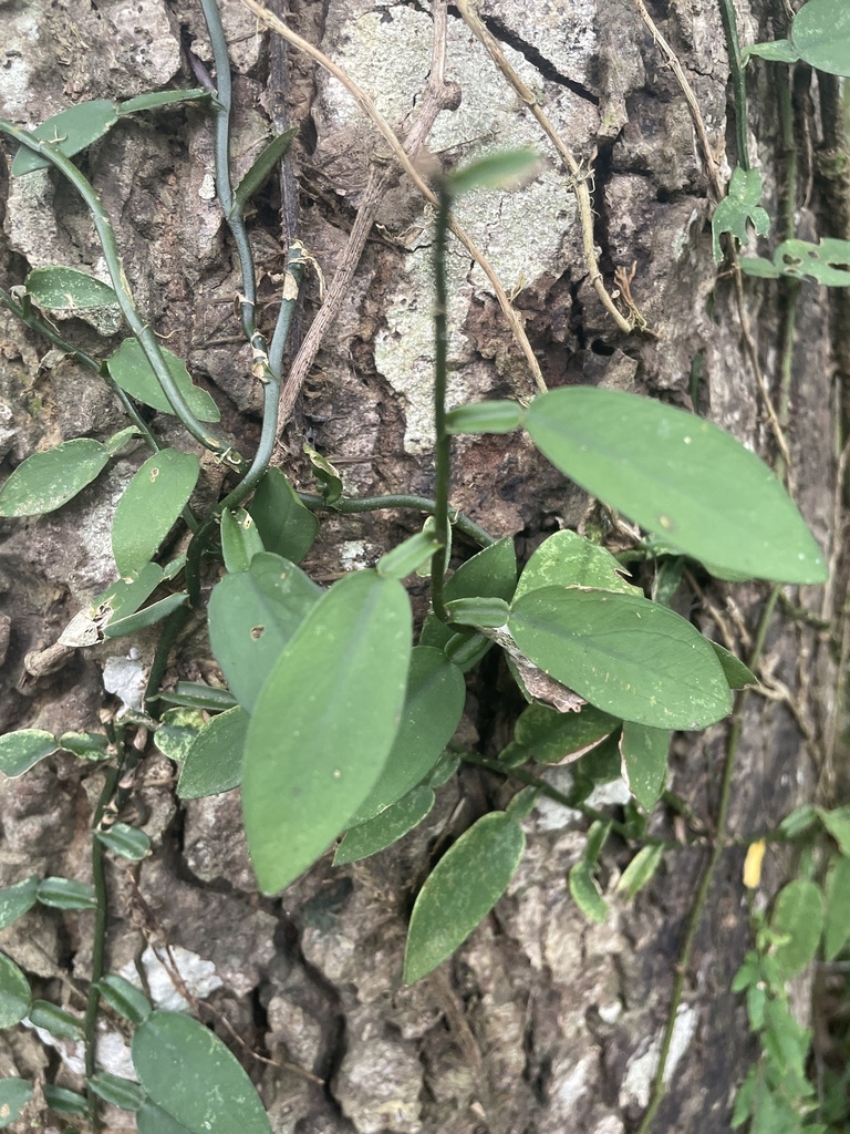 Chinese Pothos from 池南國家森林遊樂區, 壽豐鄉, HUA, TW on October 14, 2023 at 02: ...