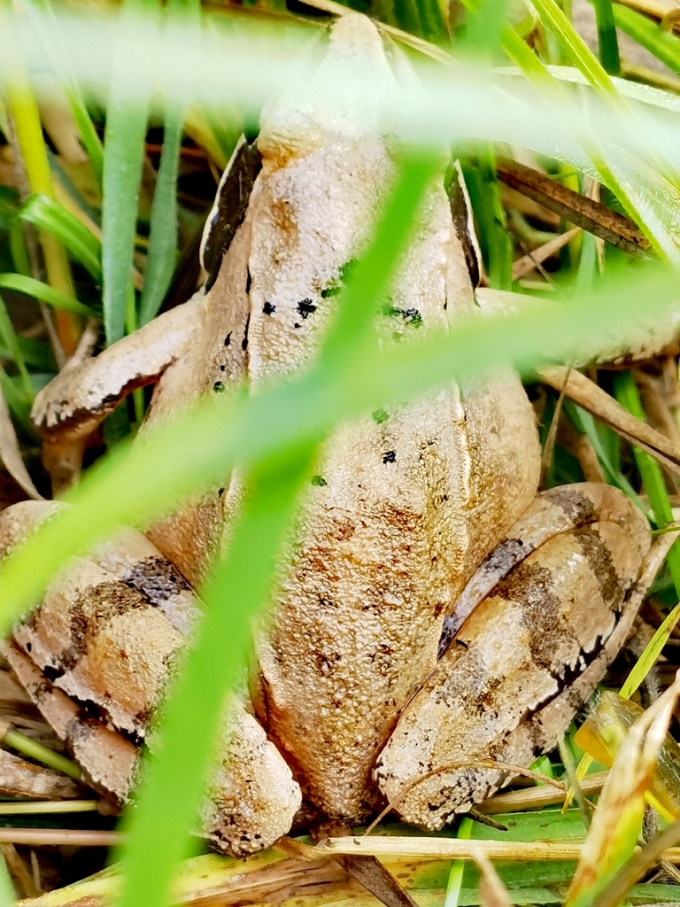 Agile Frog from Банатска Паланка, Србија on October 13, 2023 at 08:03 ...