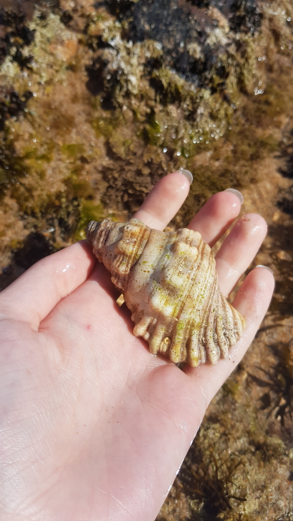 Spengler's Trumpet Snail from Sydney NSW, Australia on October 14, 2023 ...