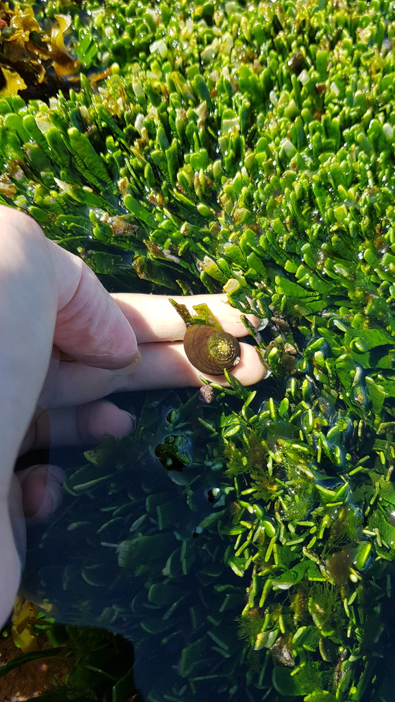 Common Warrener from Sydney NSW, Australia on October 14, 2023 at 02:55 ...