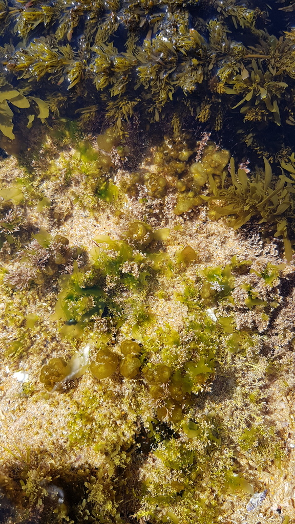 Puff-ball Algae from Sydney NSW, Australia on October 14, 2023 at 03:01 ...