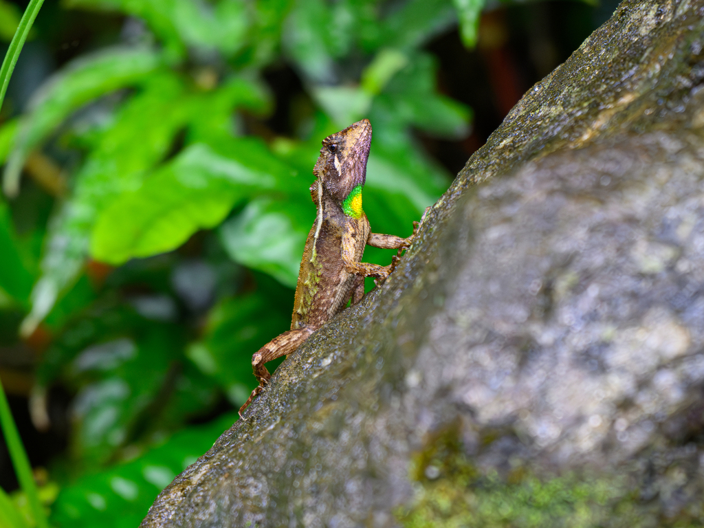 Anderson's Mountain lizard from 西藏自治区林芝市墨脱县墨脱镇 邮政编码: 860700 on October ...