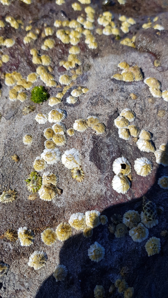 Barnacles and Copepods from Sydney NSW, Australia on October 14, 2023 ...