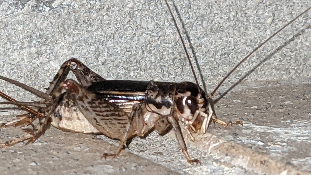Japanese Burrowing Cricket from Hindman, KY 41822, USA on October 14 ...