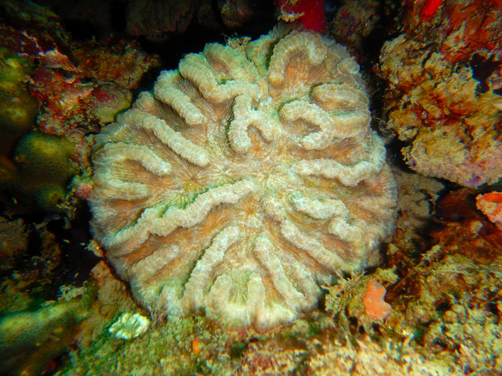 Mycetophyllia from Veracruz, MX-VE, MX on September 30, 2023 at 11:31 ...