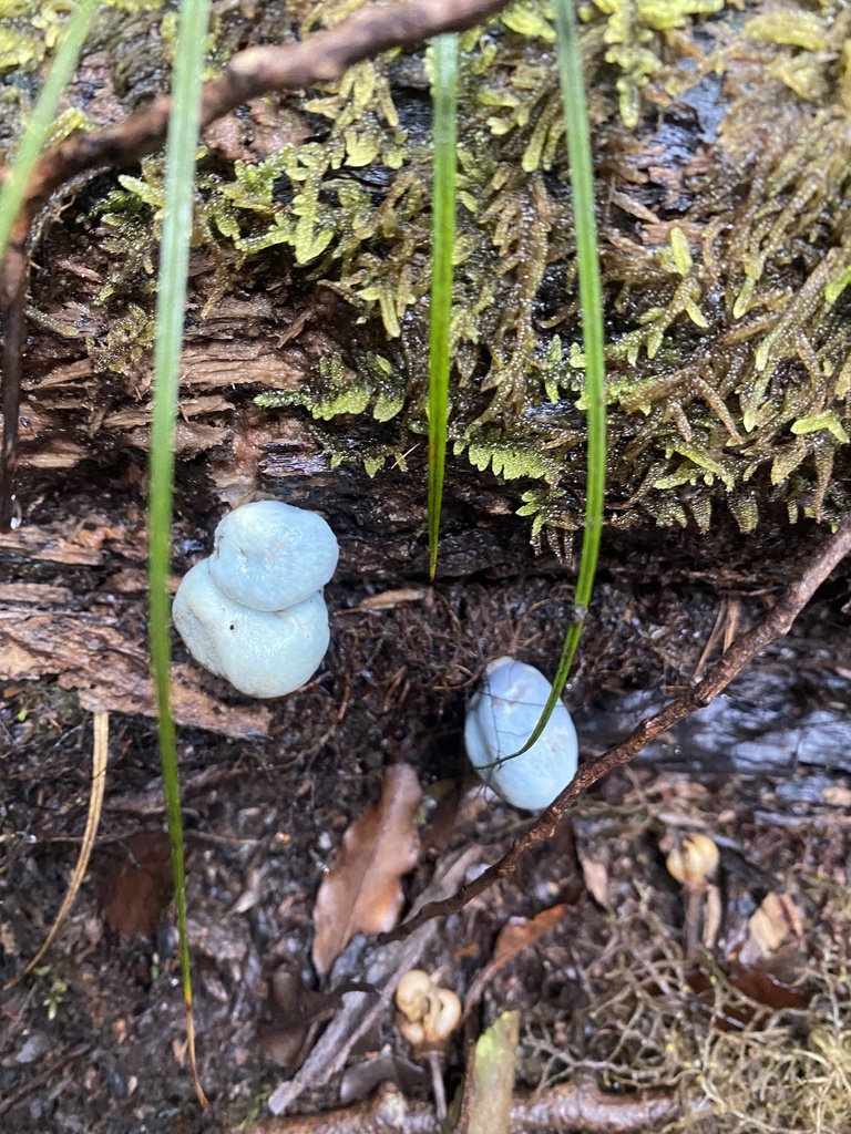 Blue Pouch Fungus from Mount Pirongia Forest Park, Pirongia Forest Park ...