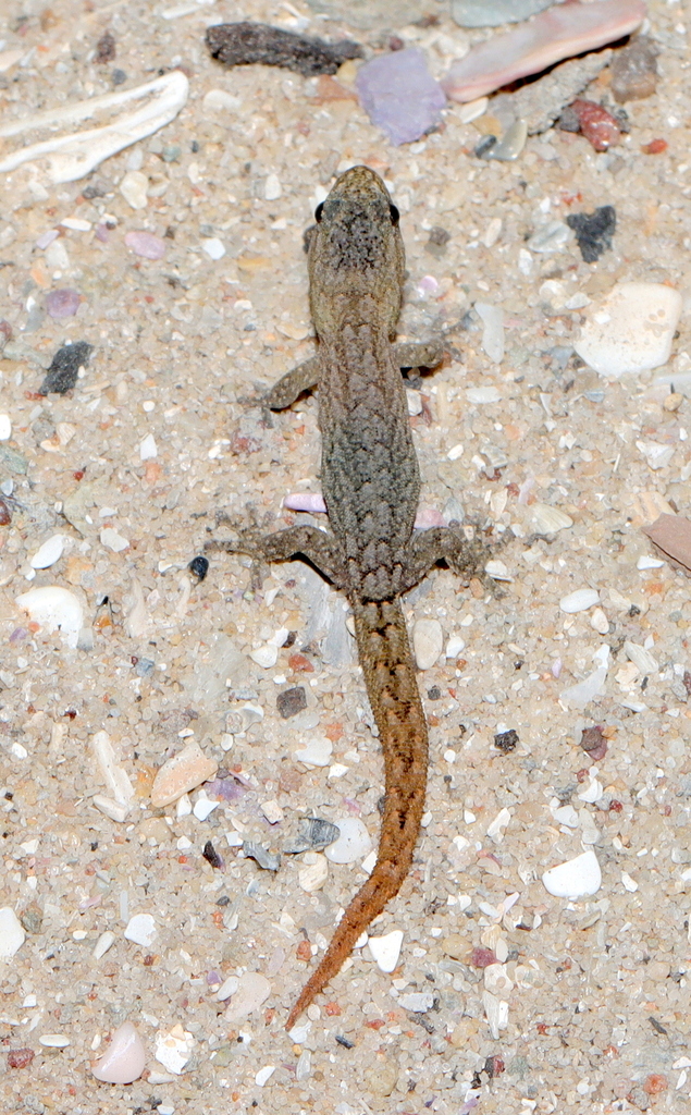 Striped Pygmy Gecko from Dwarskersbos, Velddrif, 7365, South Africa on ...