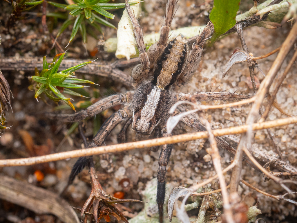 Easter Fox Spider from Schönow, Bernau bei Berlin, Deutschland on ...
