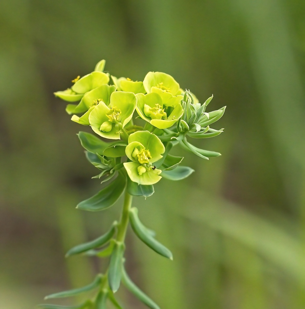Wild Spurge from Nkonka Grassland on October 1, 2023 at 09:44 AM by ...