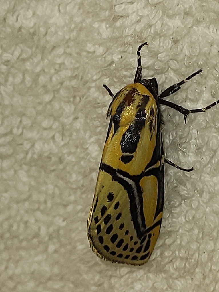 Hieroglyphic Moth from Goiás, GO, 76600-000, Brasil on October 14, 2023 ...