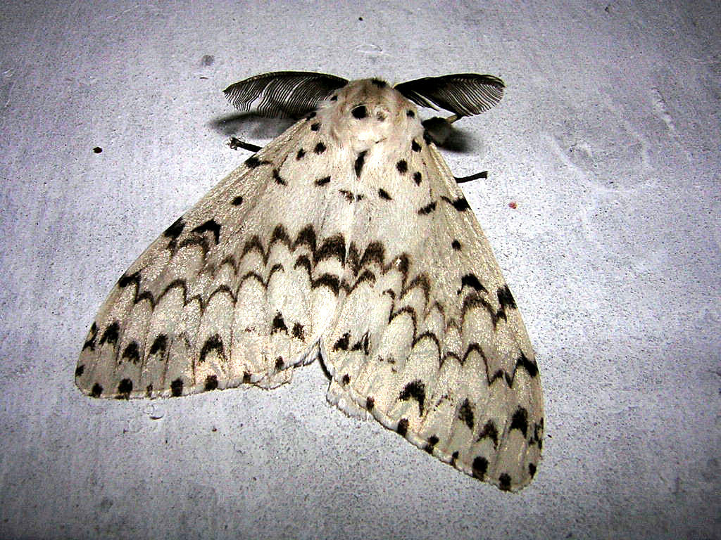 Lymantria from Regentschap Ende, Oost-Nusa Tenggara, Indonesië on ...