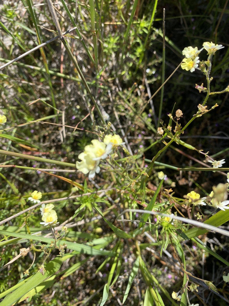 Common Lionface from Milnerton Racecourse Nature Reserve, Milnerton, WC ...