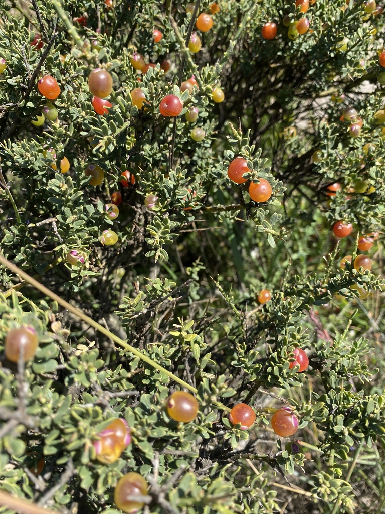 tortoise berry from Milnerton Racecourse Nature Reserve, Milnerton, WC ...