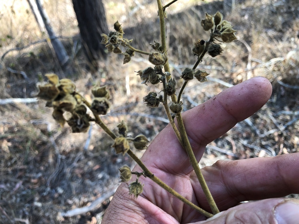 flannel weed from Brisbane QLD, Australia on September 21, 2023 at 03: ...