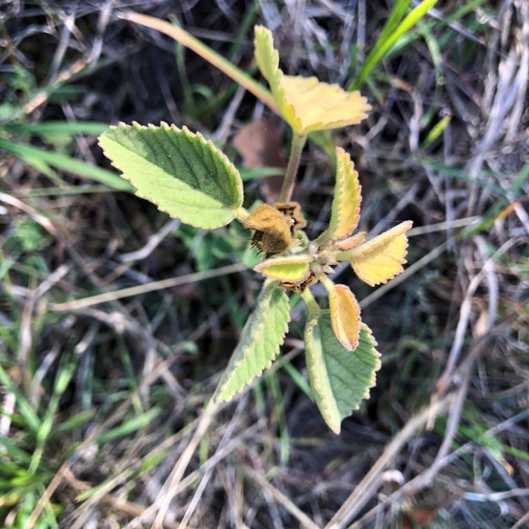 flannel weed from Brisbane QLD, Australia on September 21, 2023 at 03: ...