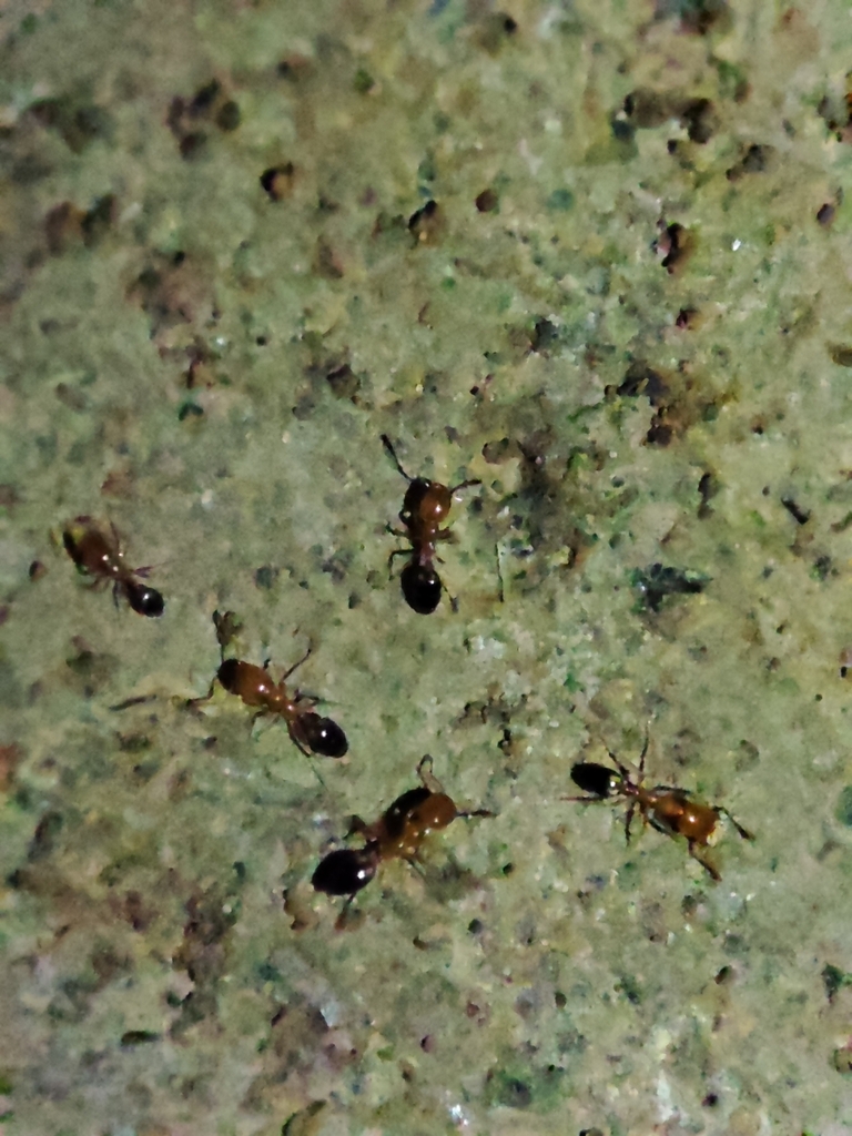 Destroyer Ant in October 2023 by Luis Silva · iNaturalist