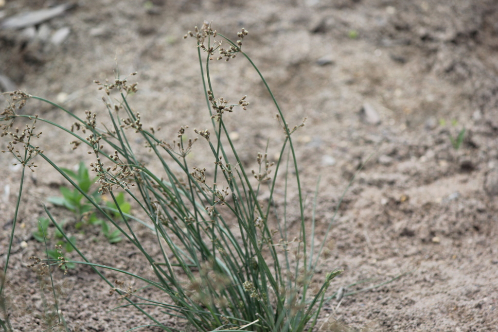 Fringe Rush from Durack, Northern Territory, Australia on October 14 ...