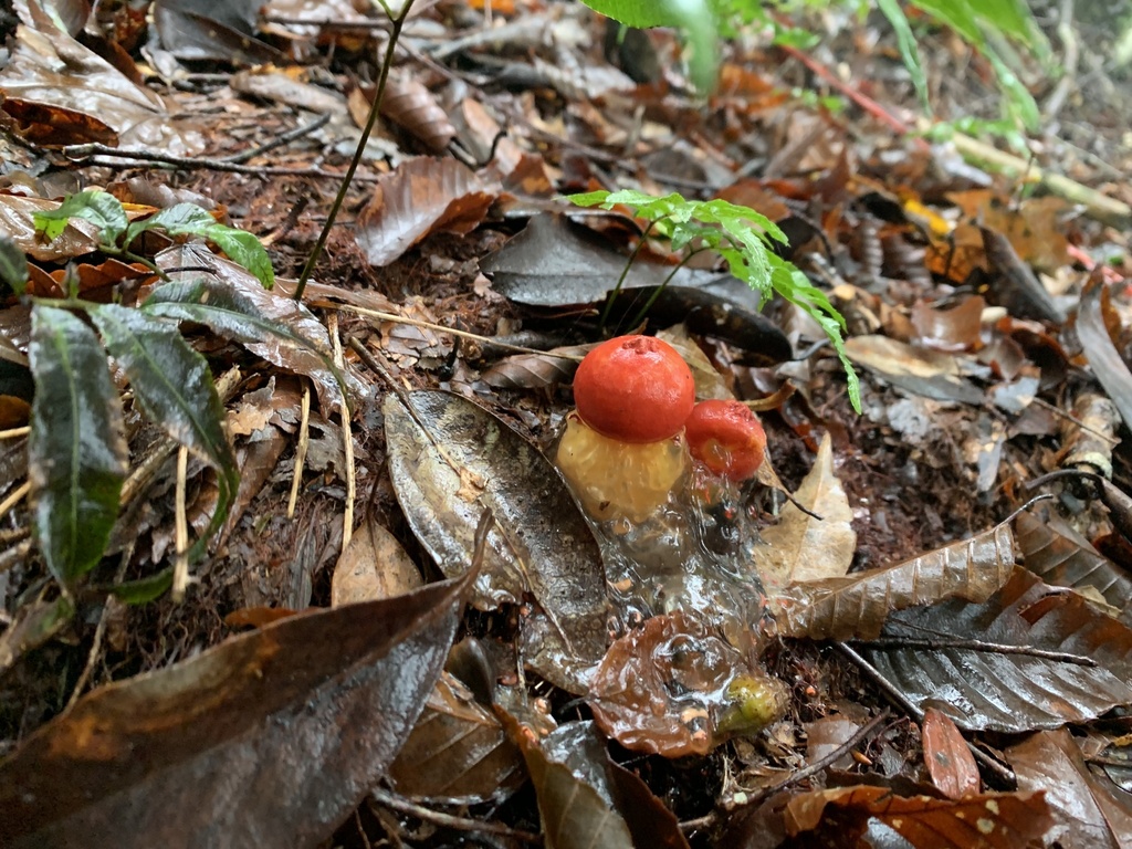 Calostoma sinocinnabarinum from Baishanzu, Lishui, Zhejiang, CN on ...