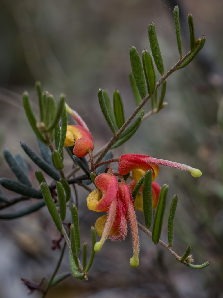 Mountain Grevillea from Deep Lead VIC 3385, Australia on October 14 ...