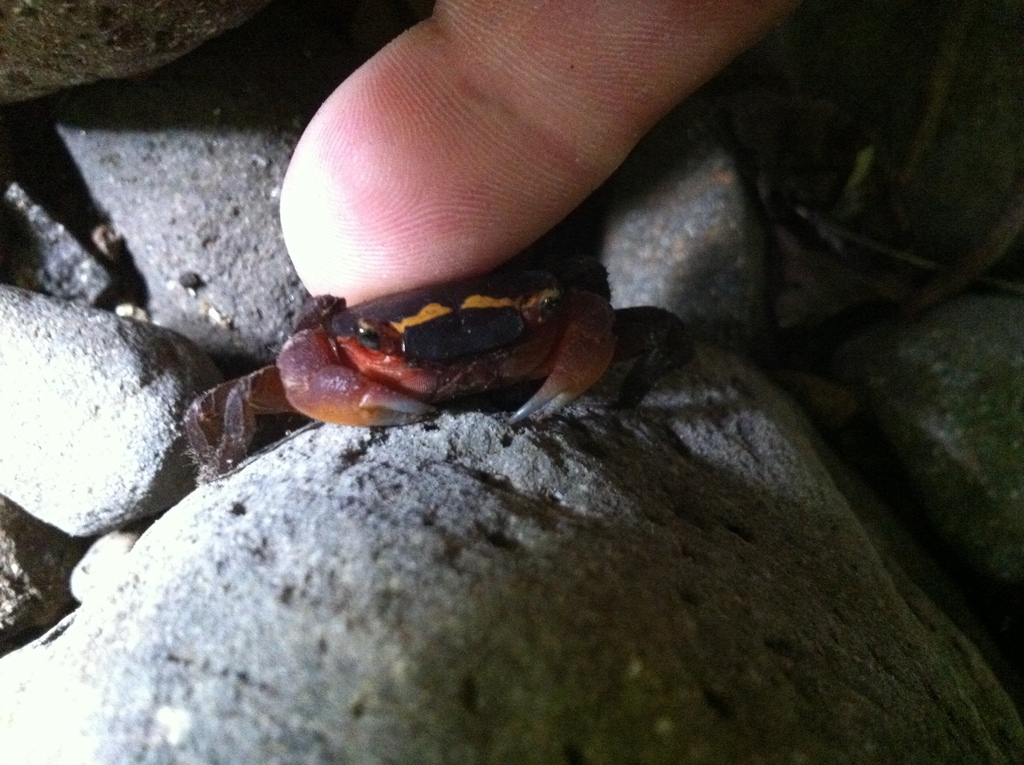 Red Apple Crab from Taitung, Taiwan, Taiwan on July 5, 2013 at 08:51 AM ...
