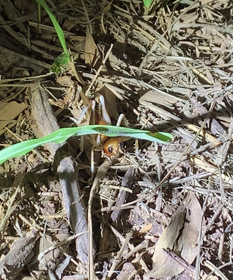 Penalva flavocalceata from Tolga, QLD, AU on October 6, 2023 at 07:51 ...