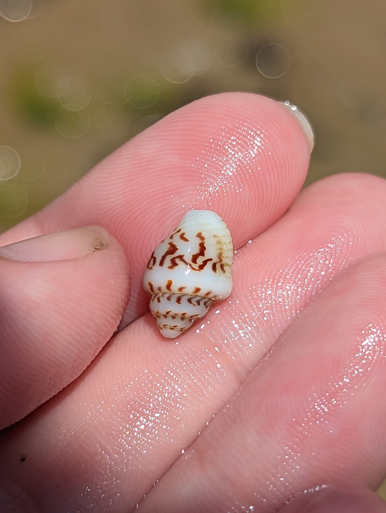 Dotted Dove Shell from Garners Beach QLD 4852, Australia on October 14 ...