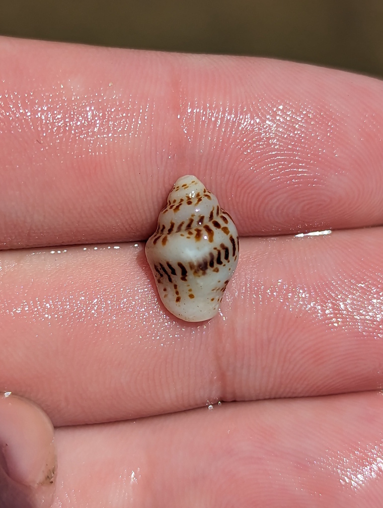 Dotted Dove Shell from Garners Beach QLD 4852, Australia on October 14 ...