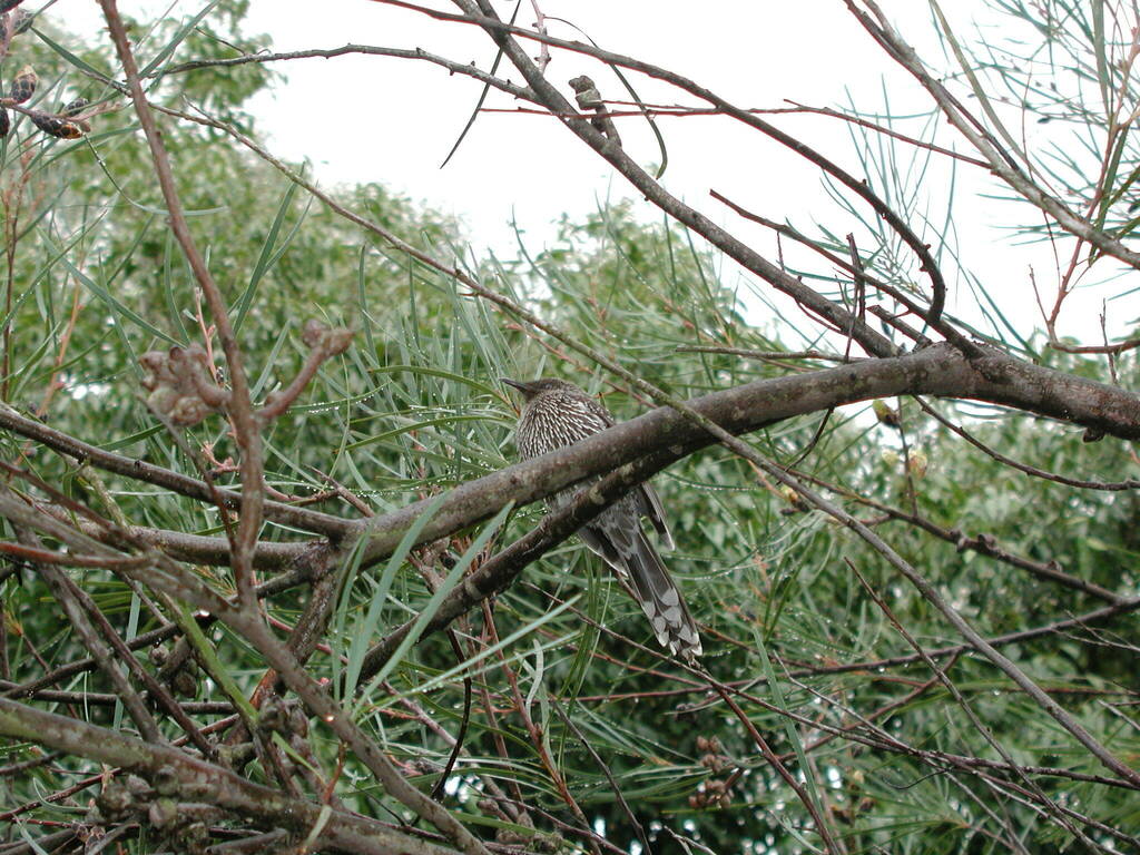 Little Wattlebird from Parring Rd, Balwyn VIC 3103, Australia on August ...