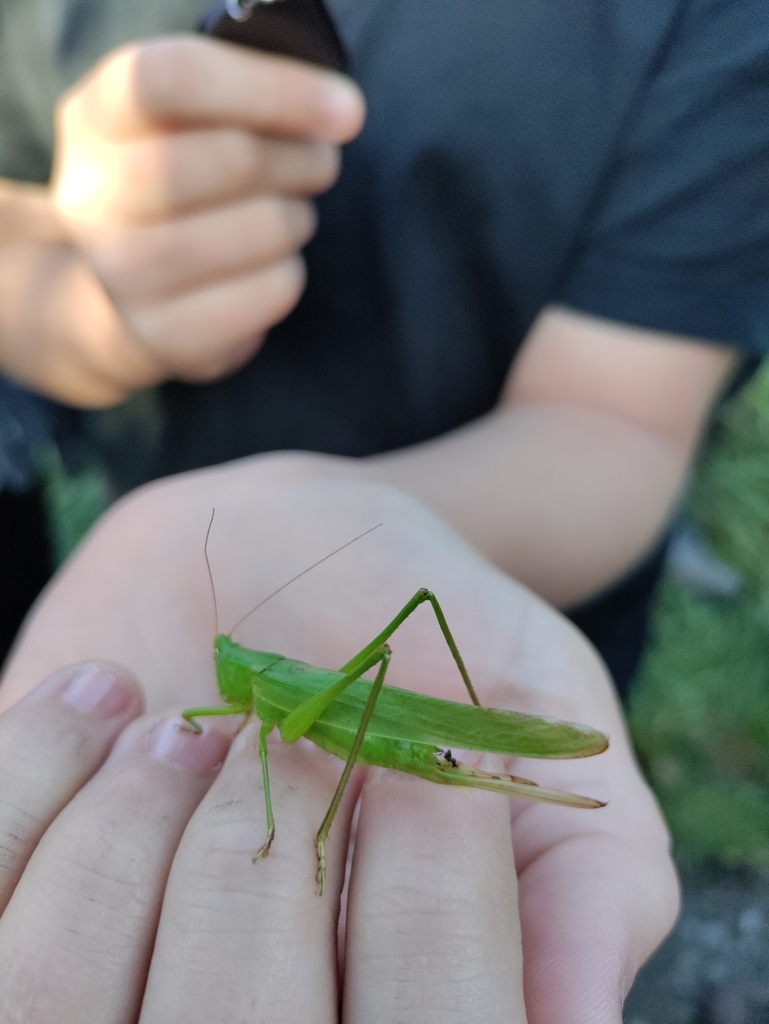 Large Conehead from Northfleet, Gravesend DA11 9BB, UK on October 14 ...