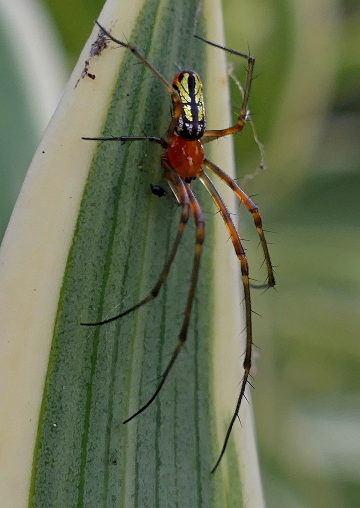 Orchard Spiders and Allies from Zona rural de Paudalho - Pernambuco on ...